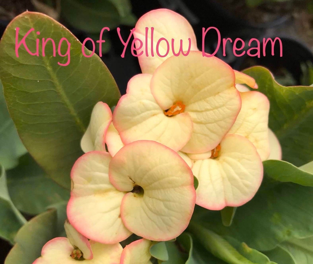 King of Yellow Dream Thai Hybrid Crown of Thorns Plant/ - Etsy