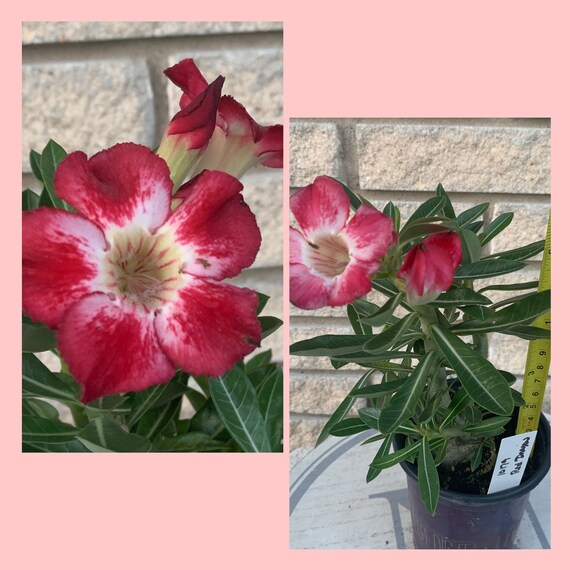 Red Dragon 10179 Adenium Obesum/ Desert Rose - Etsy