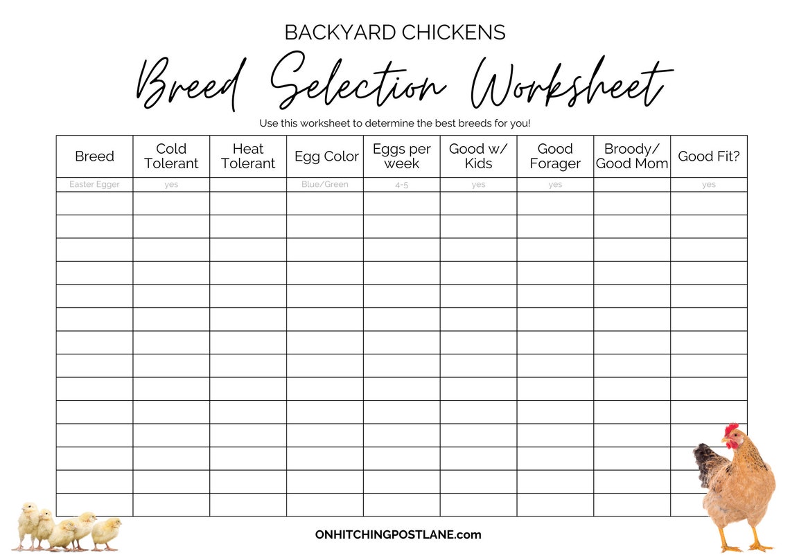 Backyard Chicken Supply Checklist, Breed Selection, Egg Production ...
