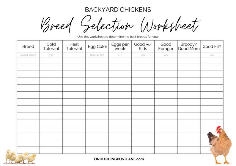 Backyard Chicken Supply Checklist, Breed Selection, Egg Production ...