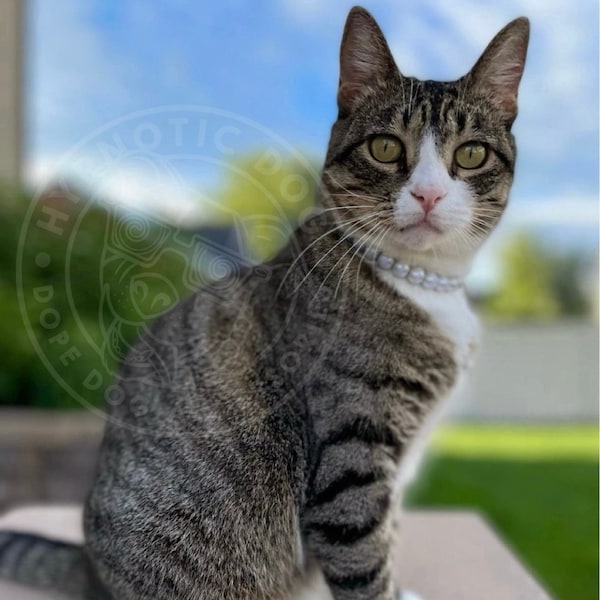 Cat Collar Pearl Necklace - Etsy