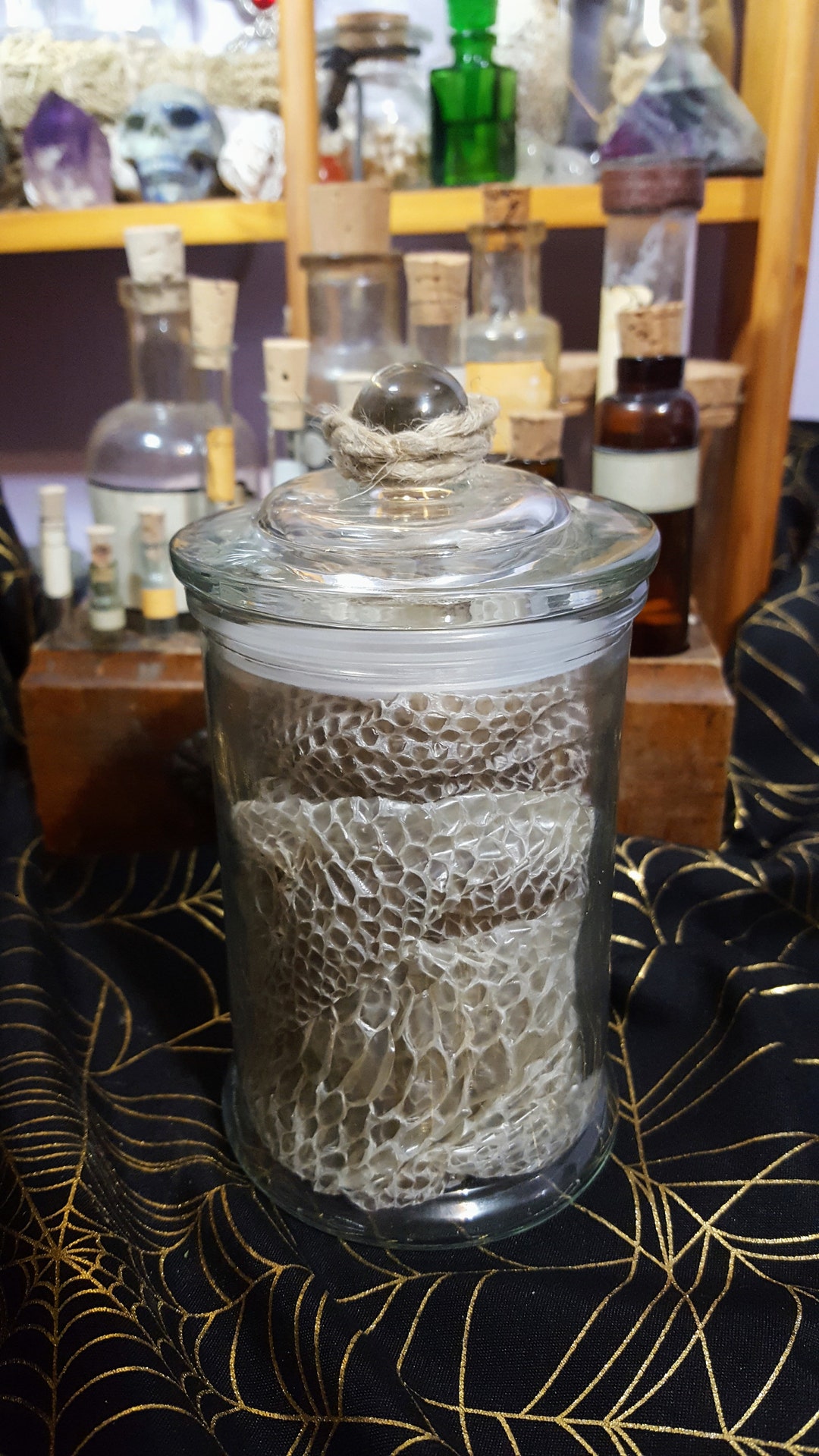 LARGE Ball Python Shed in Glass Jar - Etsy