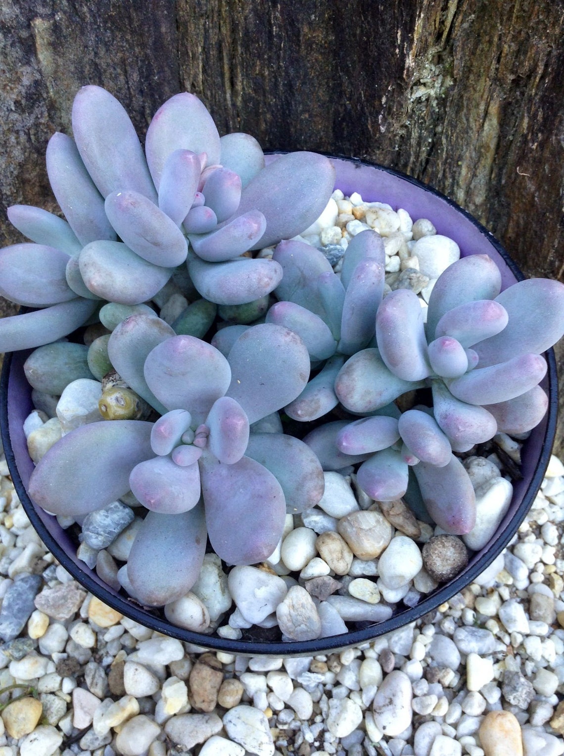 Sedum Cragii Seeds: Rare Succulent - 10 X Seeds - Etsy Canada