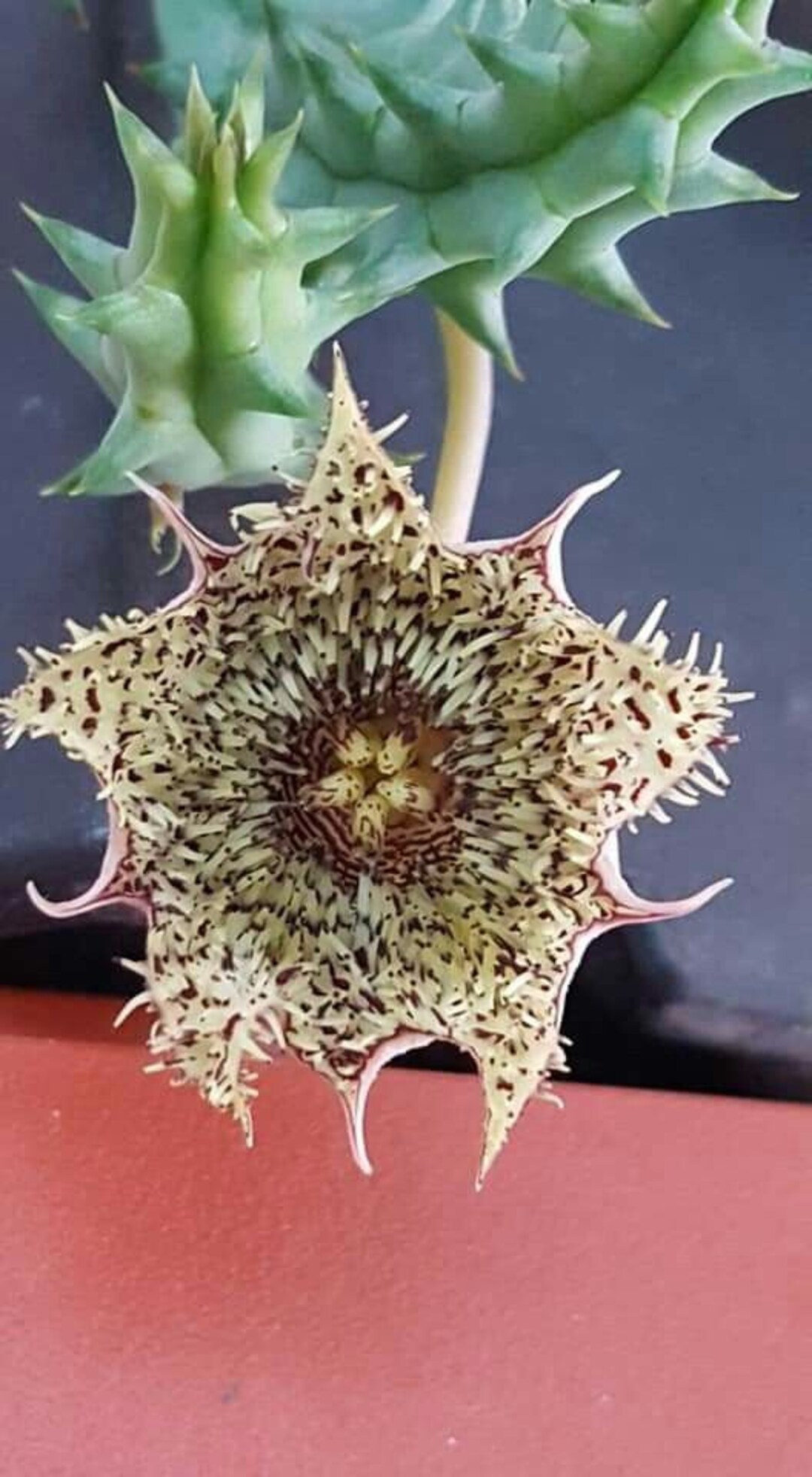 10 X Huernia Hystrix 'porcupine Huernia' Seeds - Fascinating Asclepiad ...