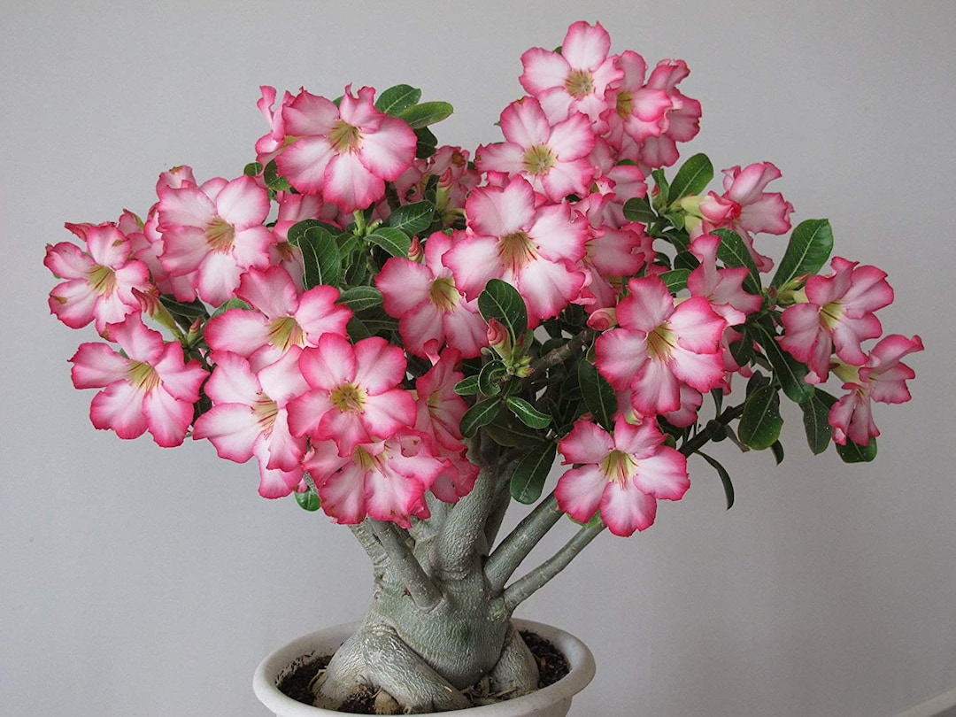 10 X Adenium Obesum Seeds: Mixed Colour Desert Rose Succulent - Etsy UK