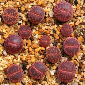 10 X Lithops Aucampiae 'rudesheim Ruby 10 X Succulent Seeds Rarely ...
