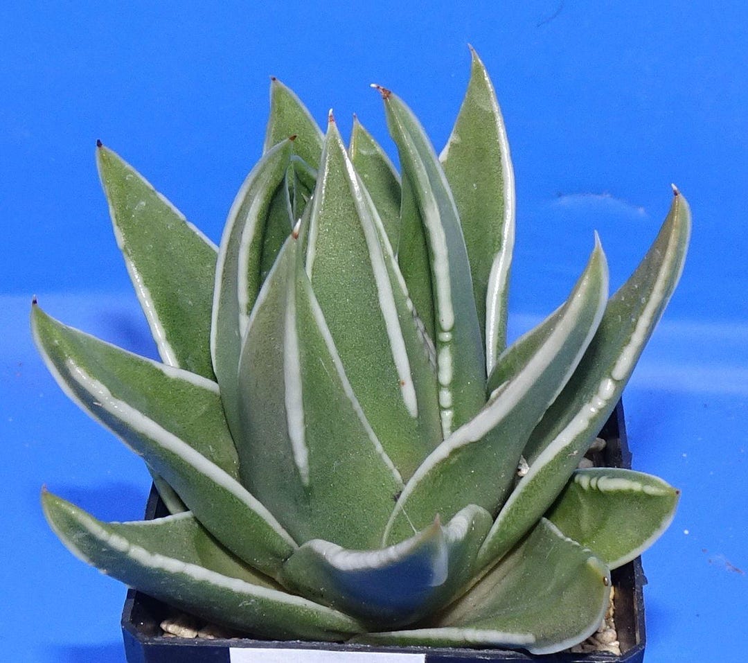 Tulista Marginata -10 X Seeds - Rarely Offered- Easy to Grow Haworthia ...