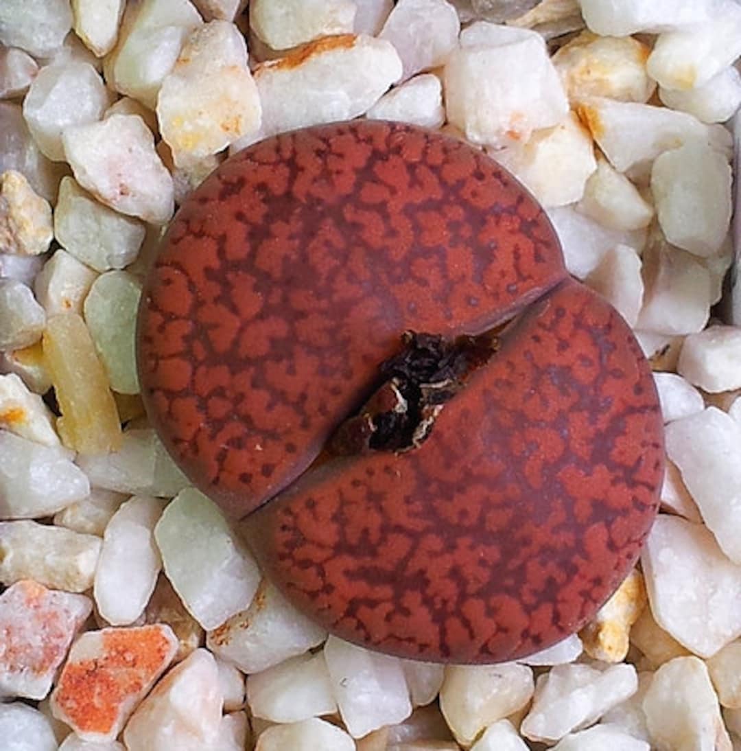10 X Lithops Aucampiae 'rudesheim Ruby 10 X Succulent Seeds Rarely ...