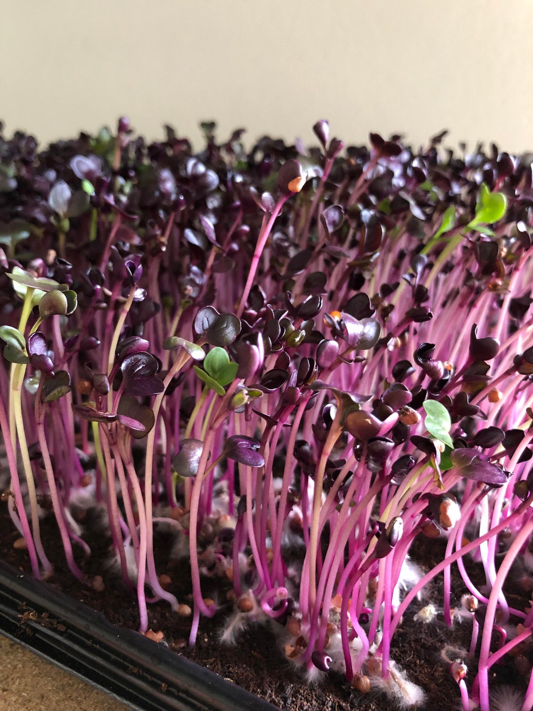 Radish Rambo-sprouting Seeds for Microgreens- Organic and Non GMO ...