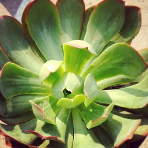 20 X Aeonium Hierrense Seeds: Giant Houseleek Succulent - Etsy UK