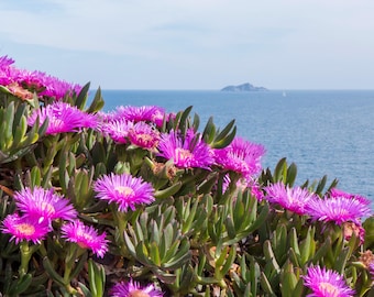 10 X Lithops Aucampiae 'rudesheim Ruby - 10 X Succulent Seeds - Rarely ...