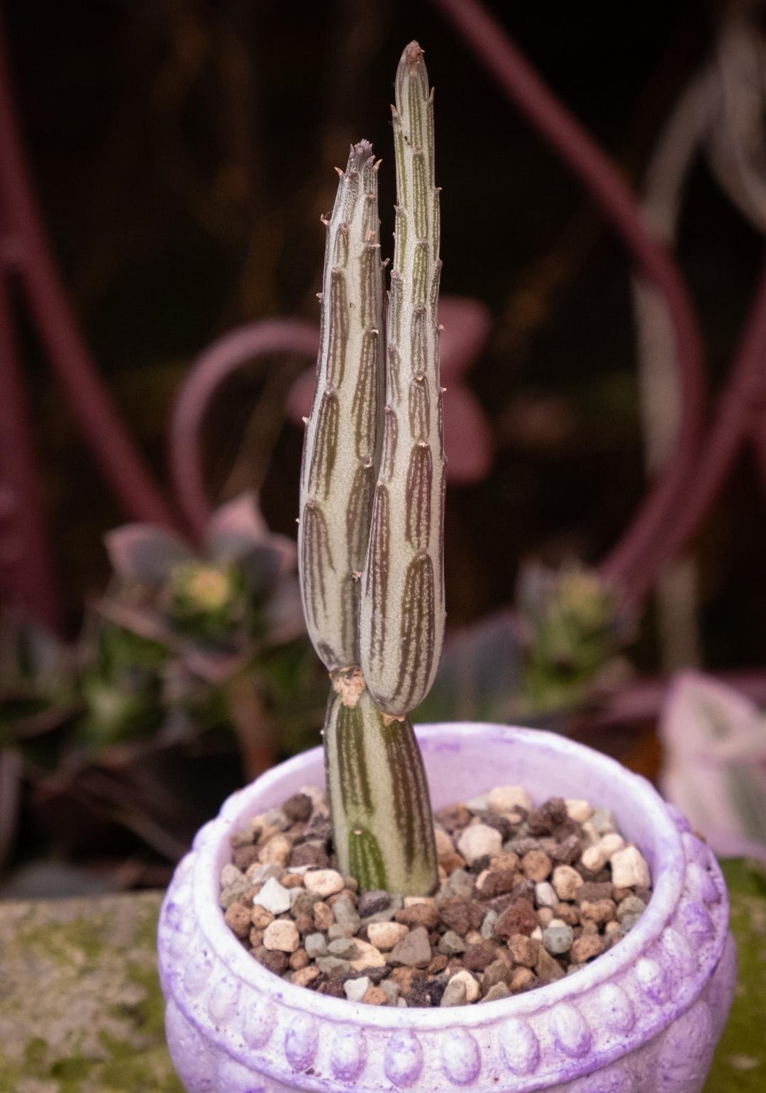 Senecio Stapeliiformis Multi Stem Succulent Plant Interesting Form ...
