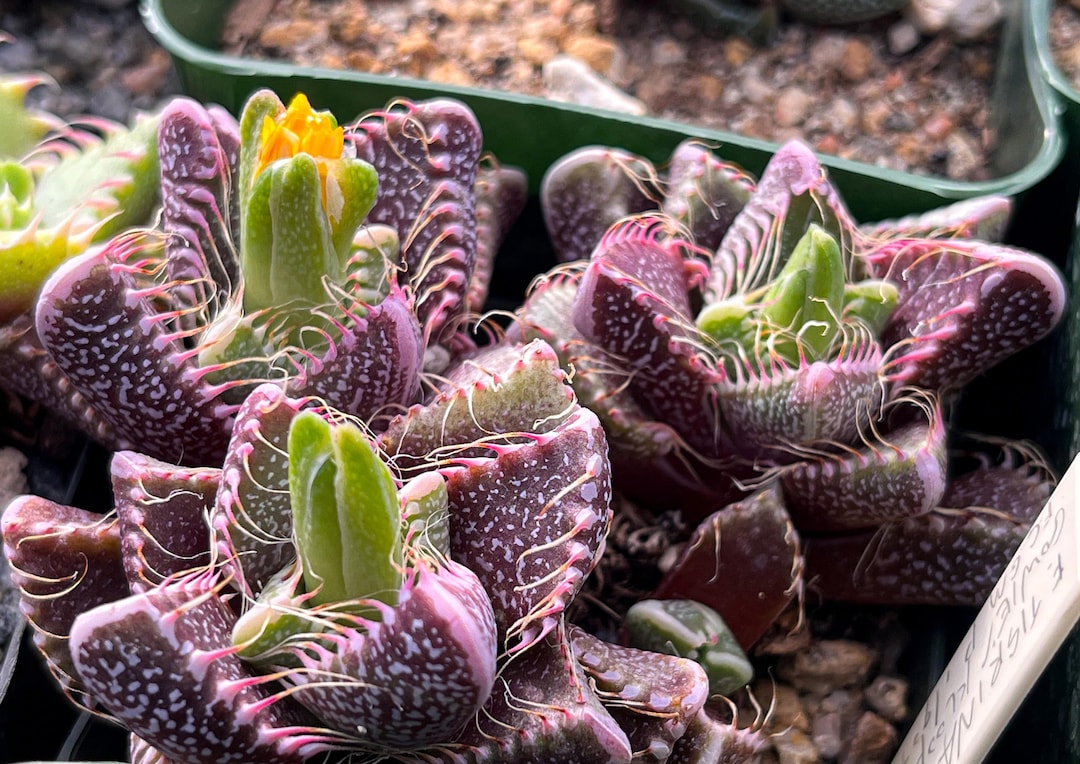 10 X Faucaria Mixed Succulent Seeds - Looks Like Alien Jaws! - Etsy UK