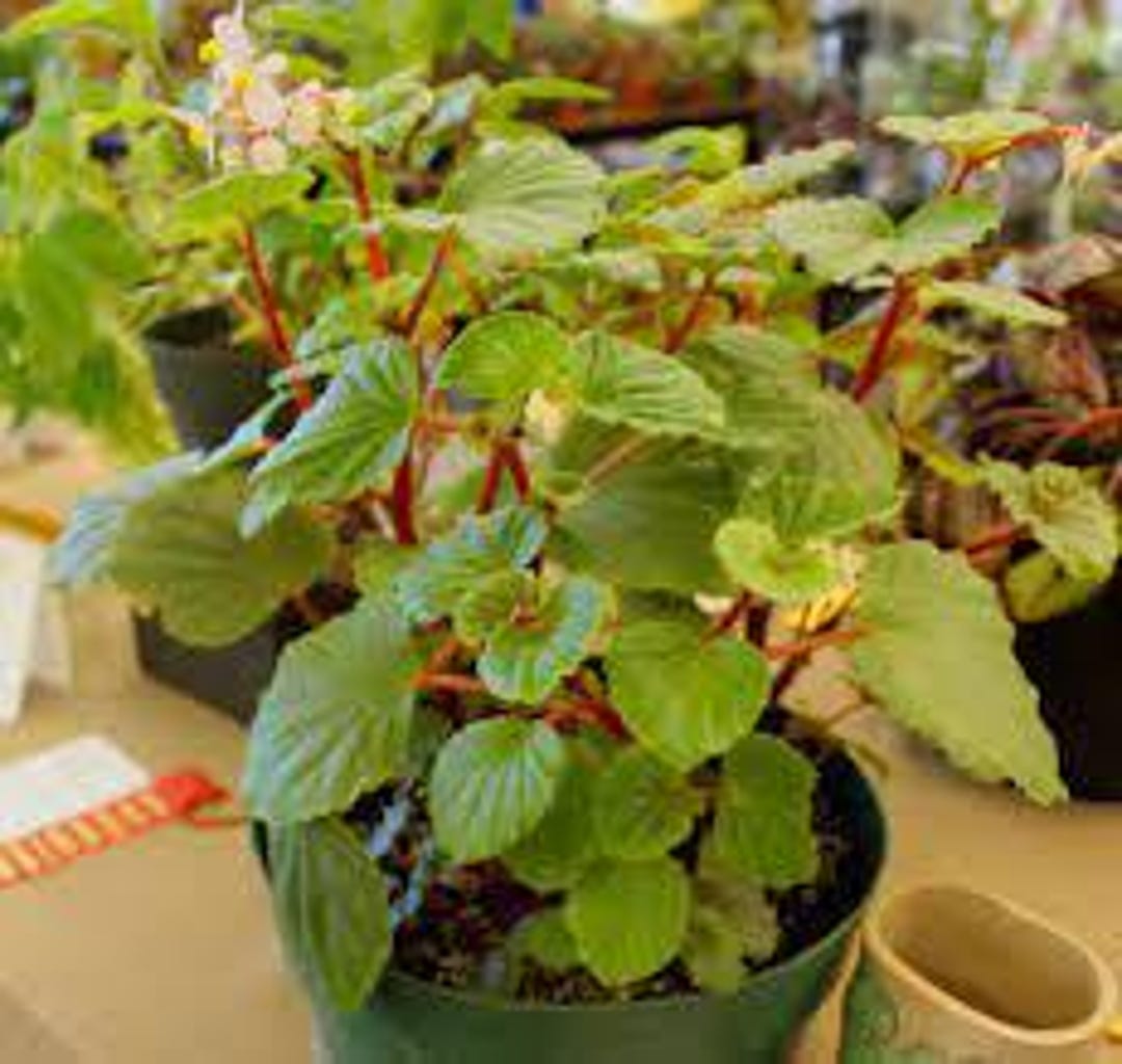 10 X Begonia Fischeri Seeds - Houseplant Seeds - Rarely Offered ...