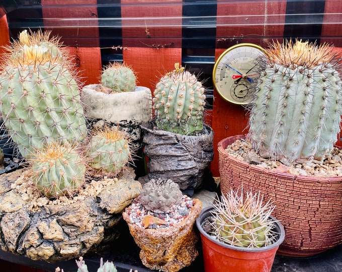 10 X Lithops Aucampiae 'rudesheim Ruby - 10 X Succulent Seeds - Rarely ...