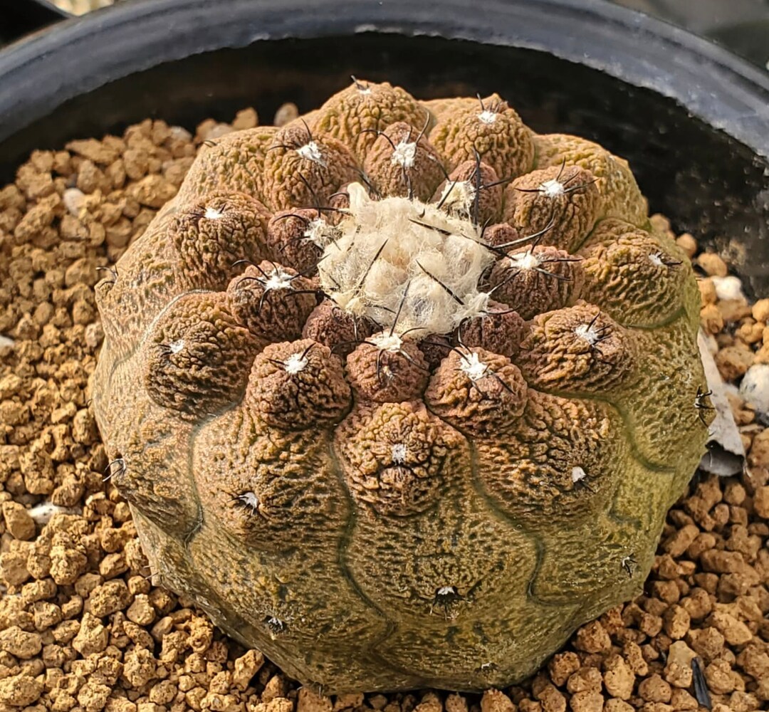Copiapoa Hypogaea 'lizard Skin' Seeds - Cactus Seeds - 10 X Cactus ...