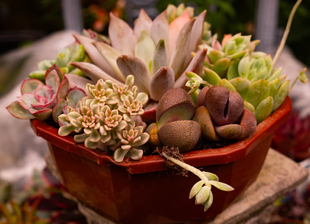 Succulent Plant Set P Super Value Set Various Plants Easy - Etsy UK