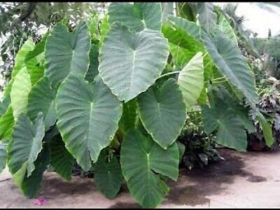 Colocasia Leucocasia Gigantea Thailand Giant | ubicaciondepersonas.cdmx ... Colocasia Leucocasia Gigantea Thailand Giant | ubicaciondepersonas.cdmx ...