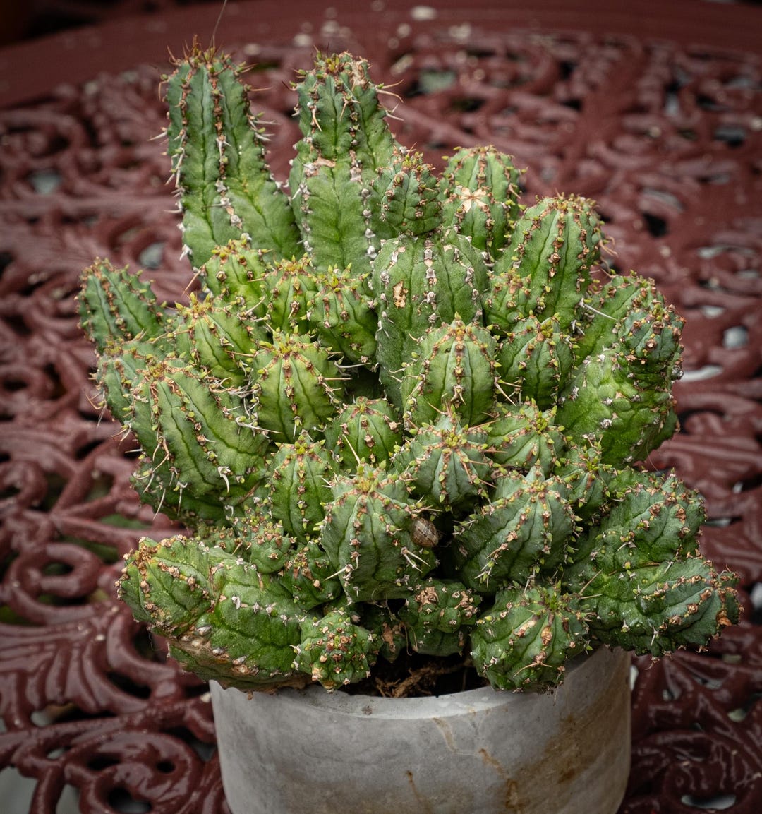 Euphorbia Fruticosa Large Rooted Cluster Succulent Plant Rarely Offered ...