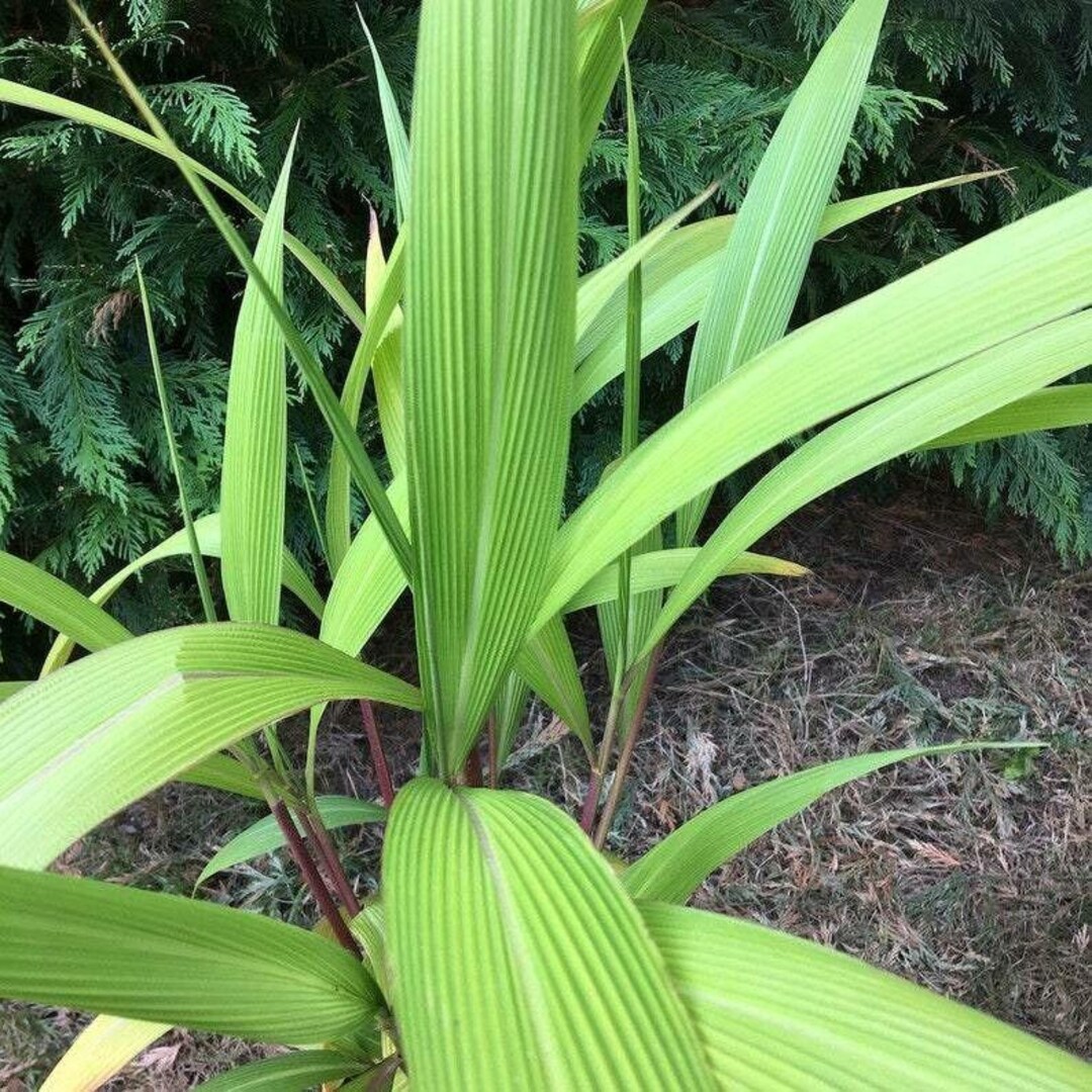 Setaria Palmifolia Seeds - Palm Grass - Handsome Hardy Tropical Looking ...