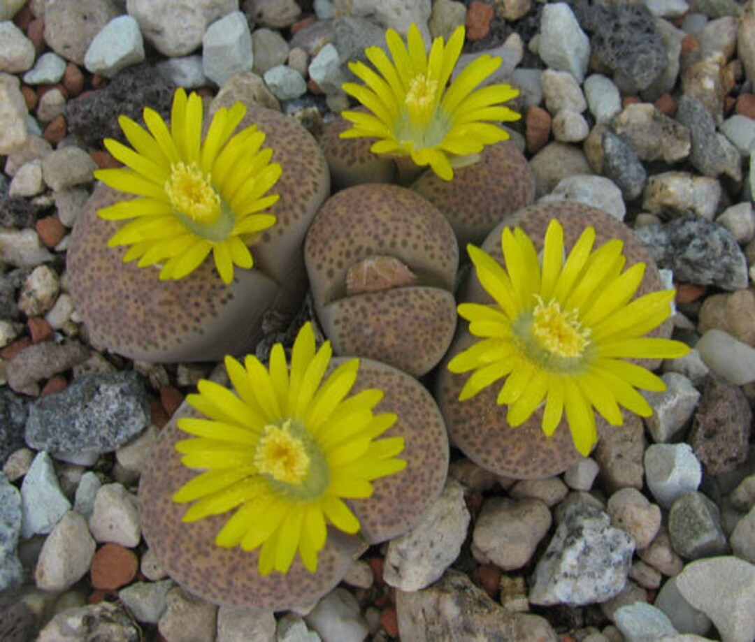 Lithops Terricolour Prince Albert Form - C134 - 10 X Succulent Seeds ...
