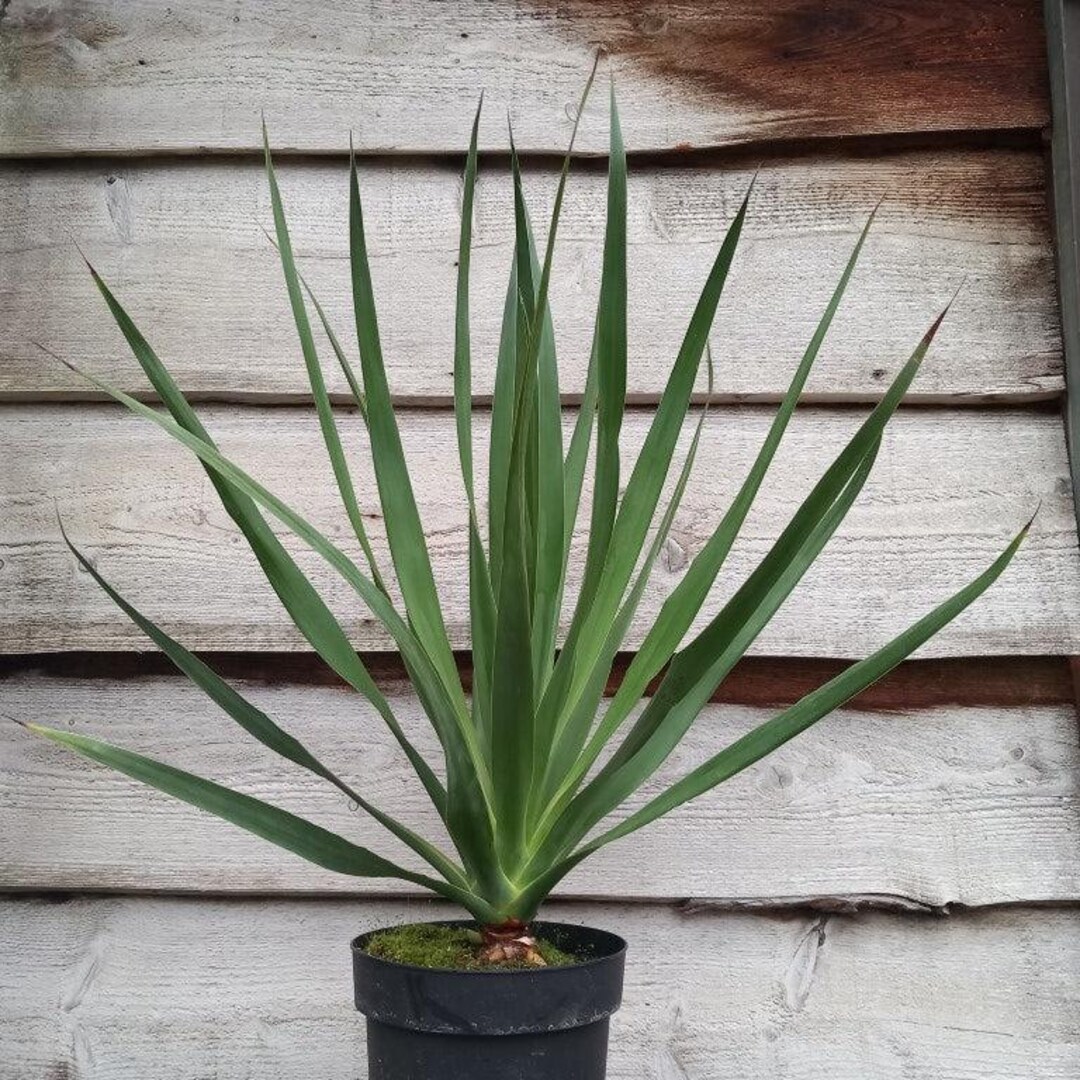 10 X Dracaena Draco- Dragon Tree - Seeds - Interesting Tree - Easy to ...