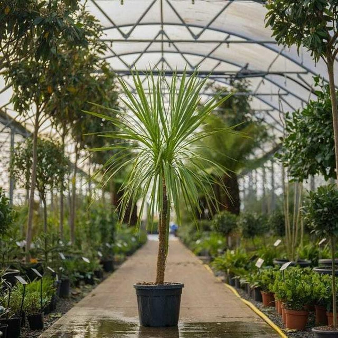 10 X Dracaena Indivisa- Dragon Tree - Seeds - Interesting Tree - Easy ...