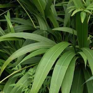 Setaria Palmifolia Seeds - Palm Grass - Handsome Hardy Tropical Looking ...
