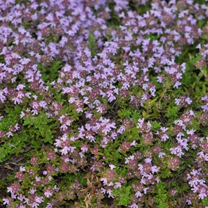 Thyme Purple Creeping Dwarf Herb Scented Alpine Plant Seeds Thymus ...