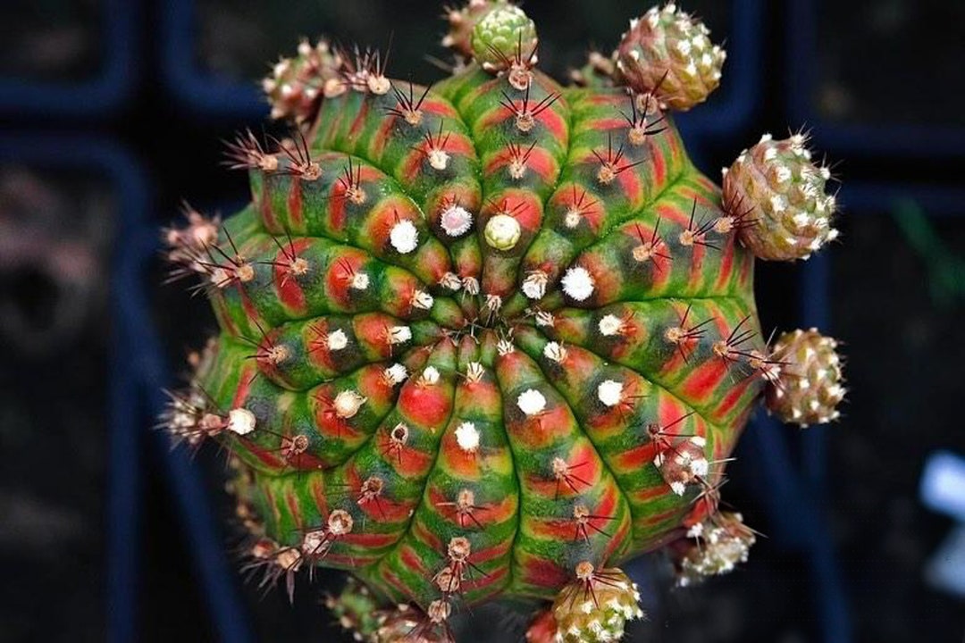 10 Variegated Jellyfish Cactus Seeds: Gymnocalycium Mihanovichii Hybrid ...