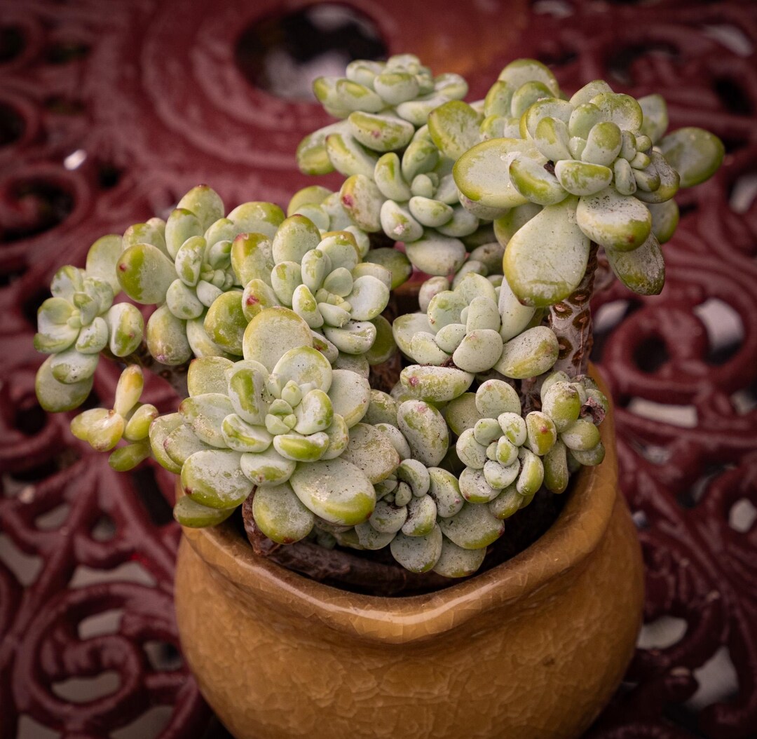 Sedum Clavatum Rooted Cluster- Succulent Plant - Rarely Offered -large ...