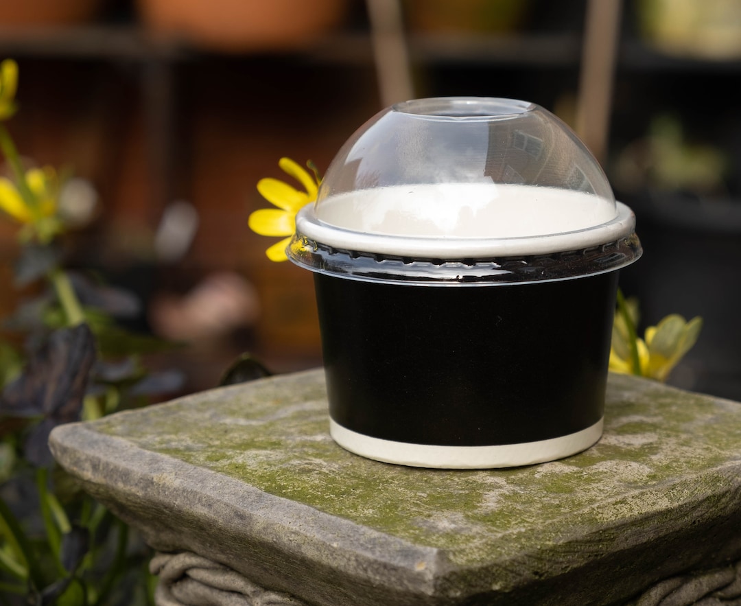 Seed Growing Pods- Black - Pods With Lids - Ideal for Succulent Seeds ...