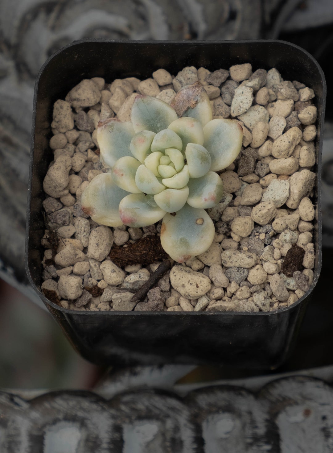 Sedum Clavatum Variegated Unrooted Head Cutting - Succulent Plant ...
