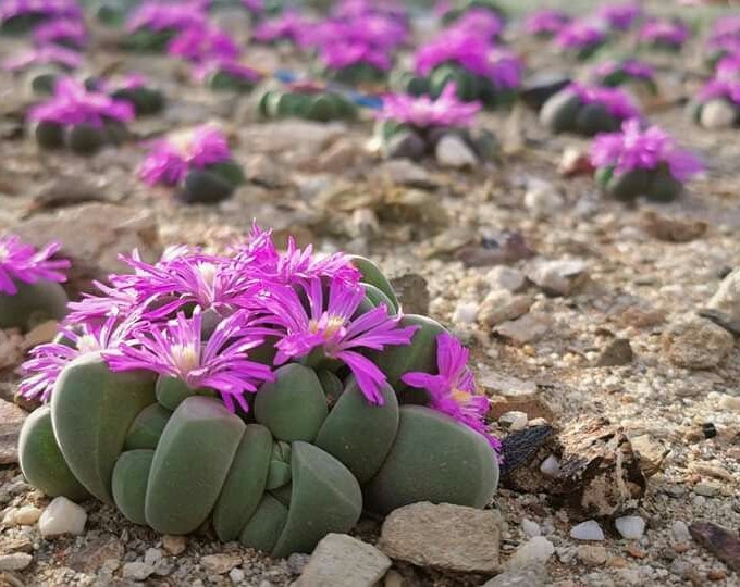 10 X Lithops Aucampiae 'rudesheim Ruby - 10 X Succulent Seeds - Rarely ...