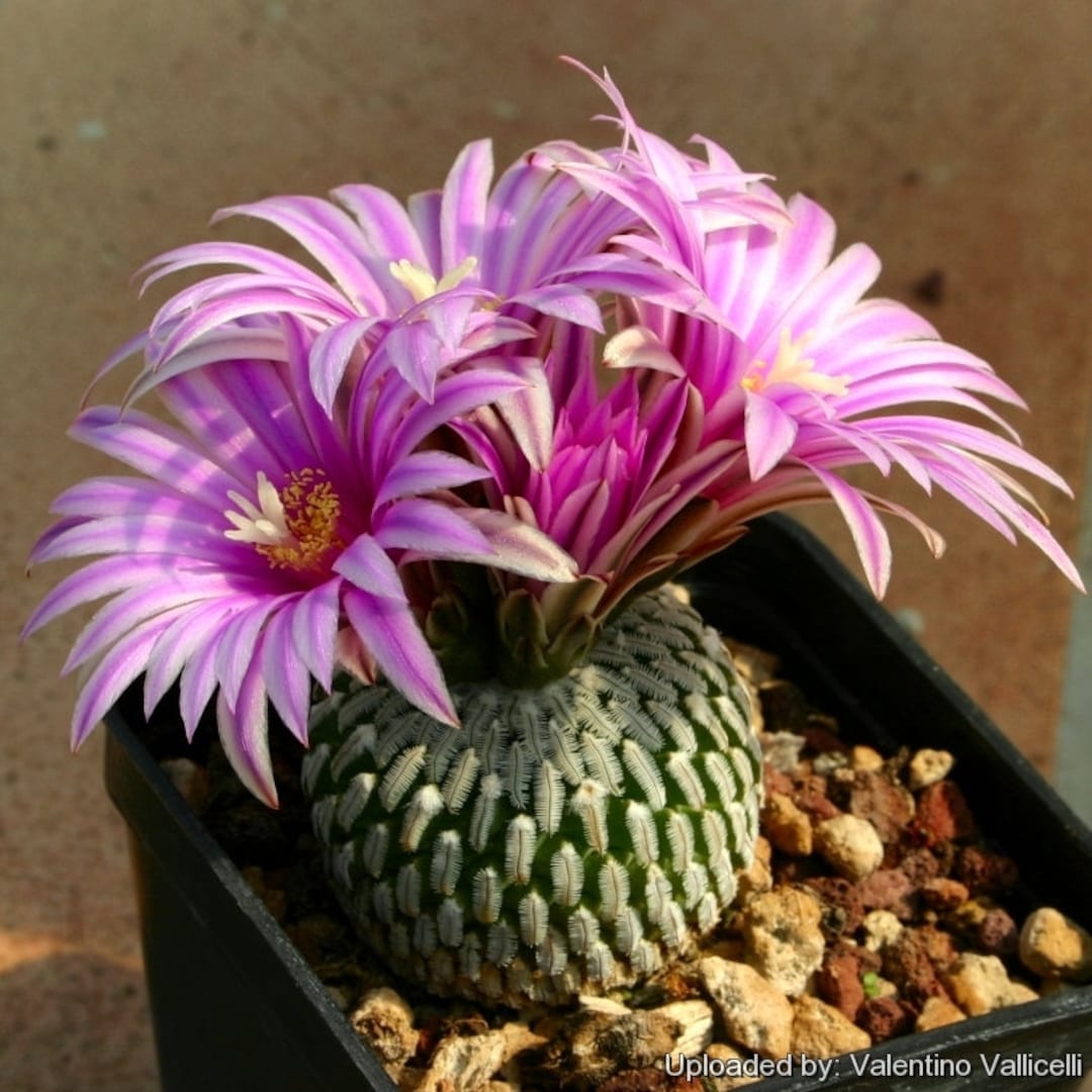 Turbinicarpus Pseudopectinatus Rubriflorus - 10 X Cactus Seeds - Rarely ...
