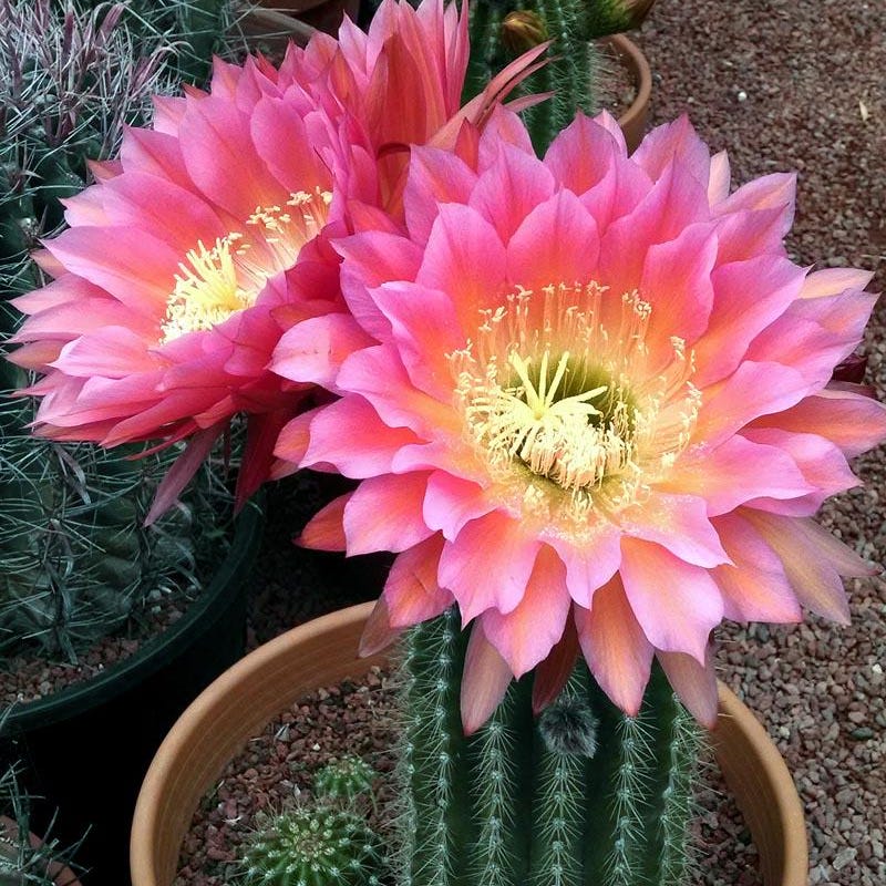 Cactus Hybrid - Etsy Denmark
