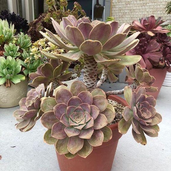 Aeonium Hierrense