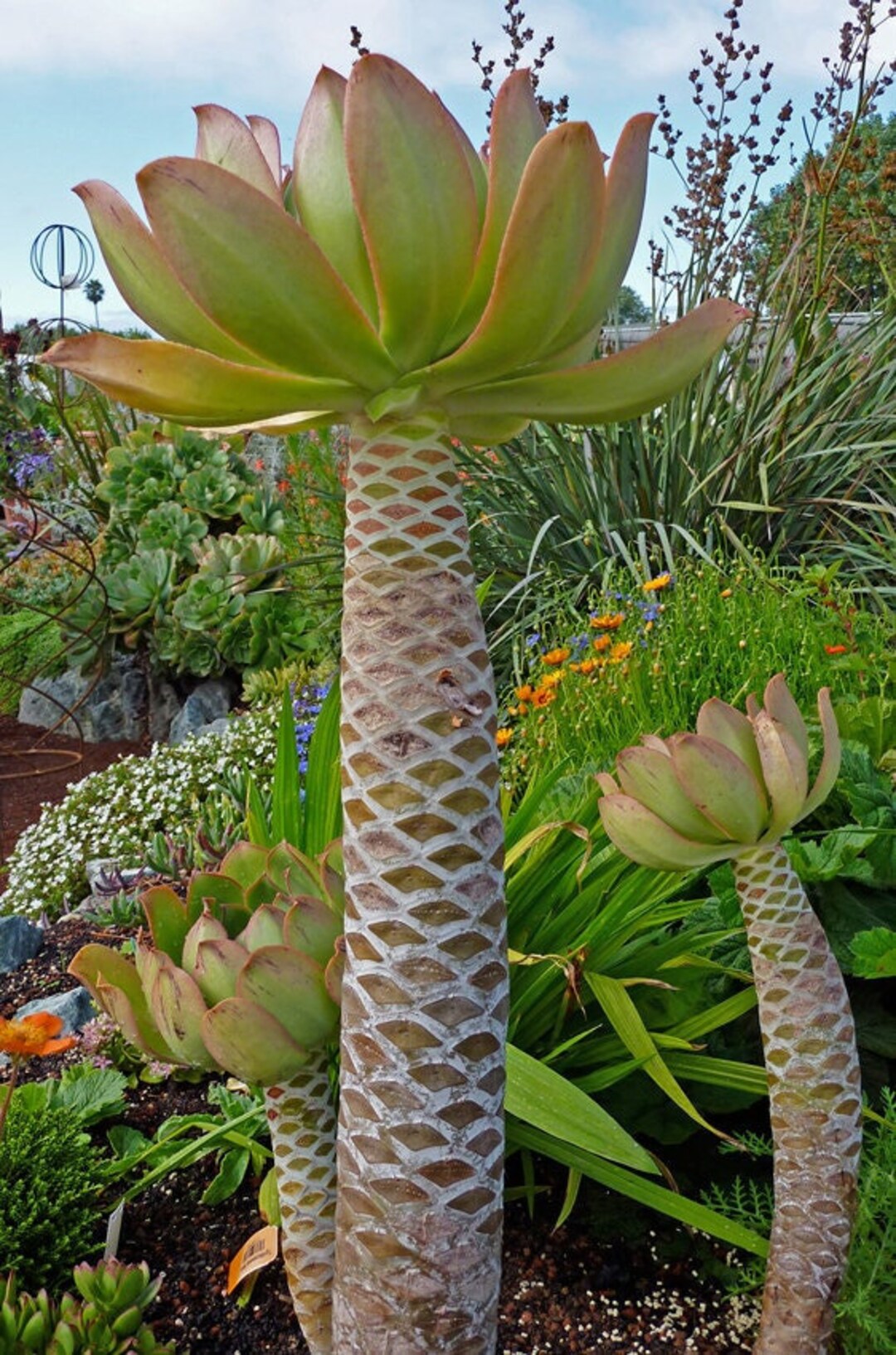 20 X Aeonium Hierrense Seeds: Giant Houseleek Succulent - Etsy UK