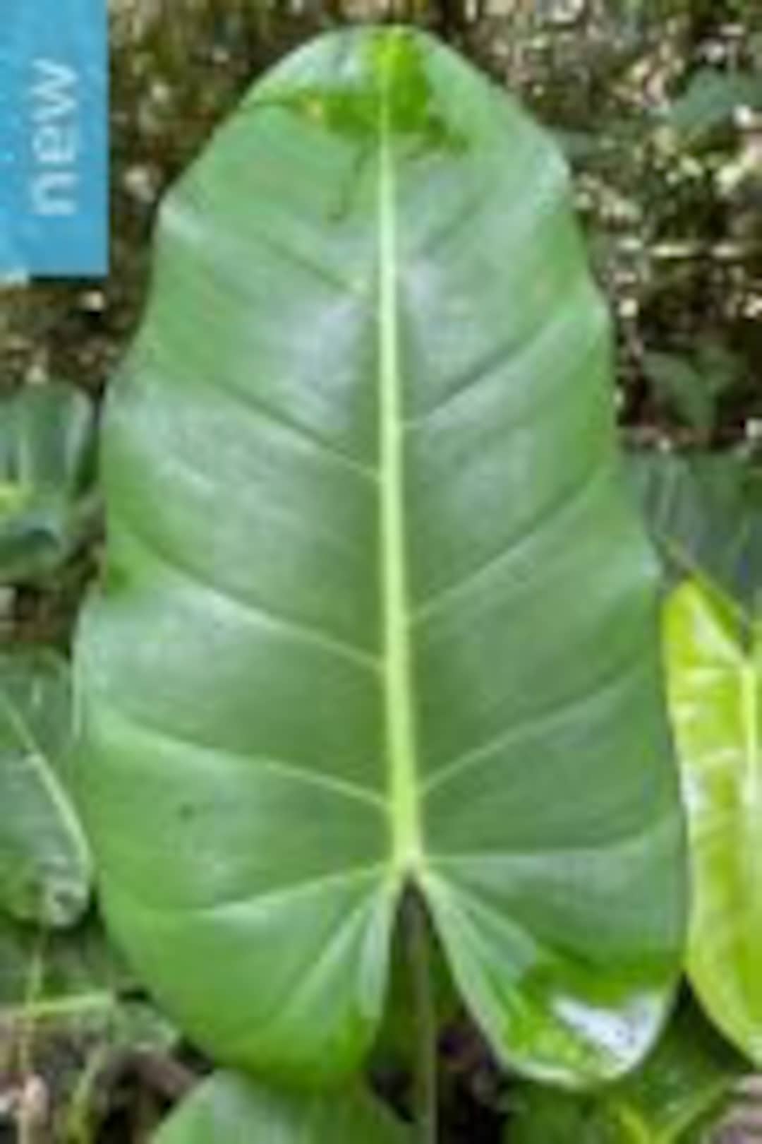 Philodendron Sp. 'el Macano' X 10 Seeds - Houseplant Seeds - Rarely ...
