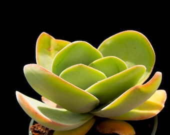 10 X Lithops Aucampiae 'rudesheim Ruby - 10 X Succulent Seeds - Rarely ...