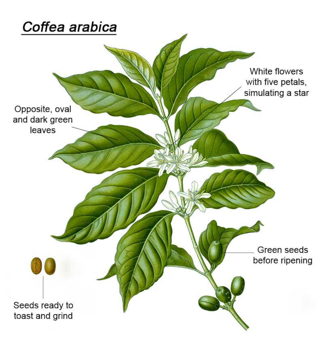 Coffea Arabica Seeds: Grow Your Own Coffee Bean House Plant - Etsy
