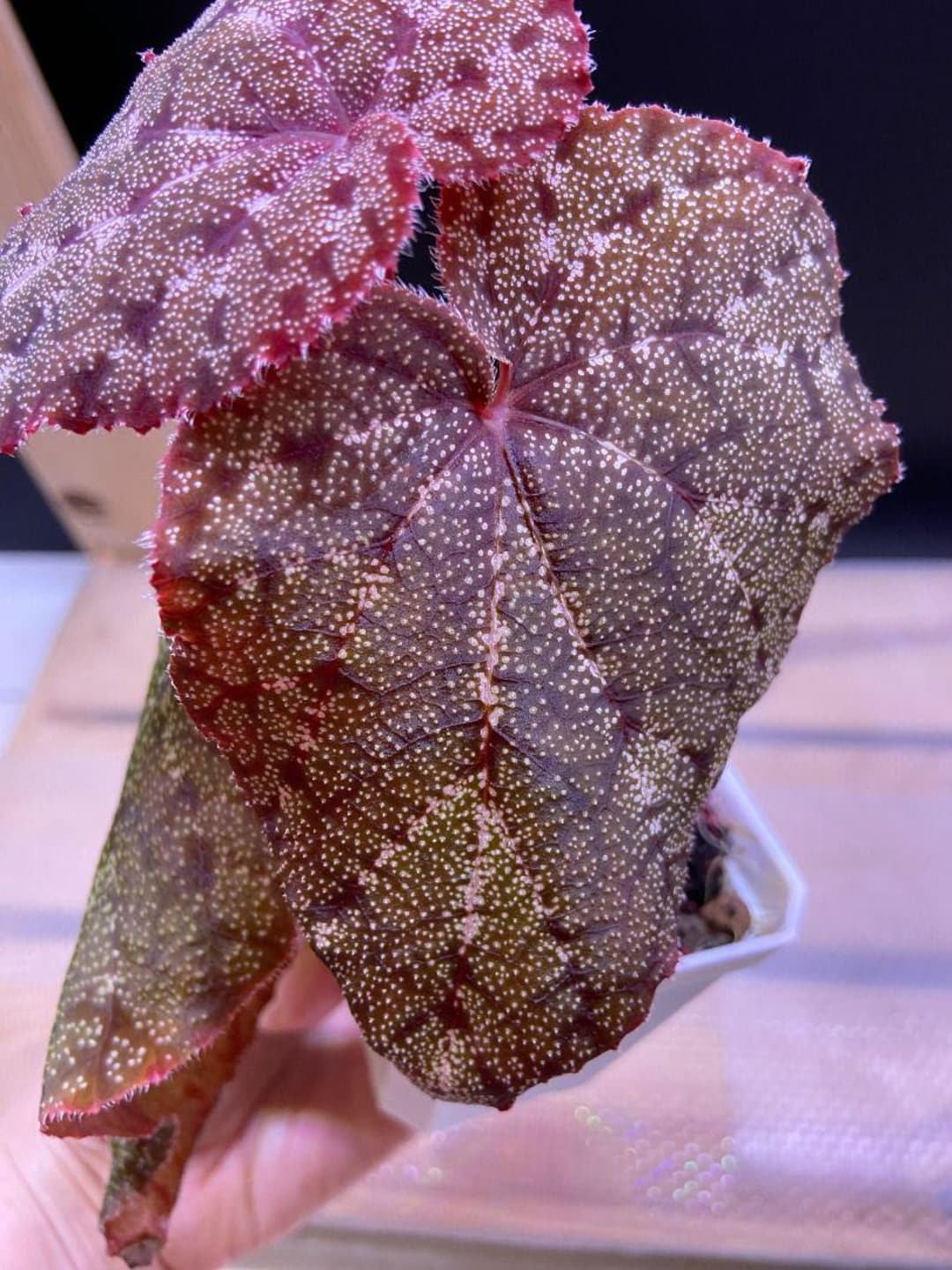 10 X Begonia Curtisii Seeds - Houseplant Seeds - Rarely Offered ...