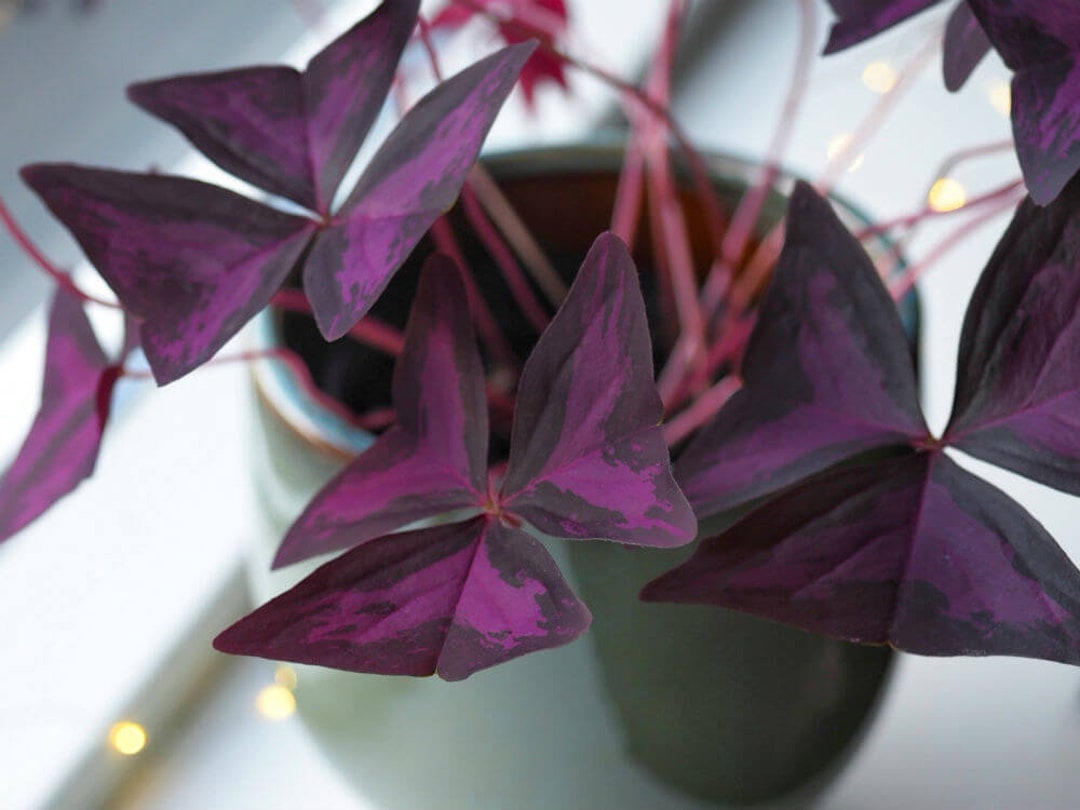 Oxalis Triangularis Bulbs: Purple Butterfly Plant-easy Care Plant ...