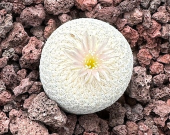 10 X Lithops Aucampiae 'rudesheim Ruby - 10 X Succulent Seeds - Rarely ...