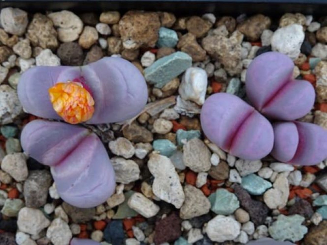 Lithops Meyeri 'hammeruby' C272A 10 X Succulent Seeds Rarely Offered - Etsy