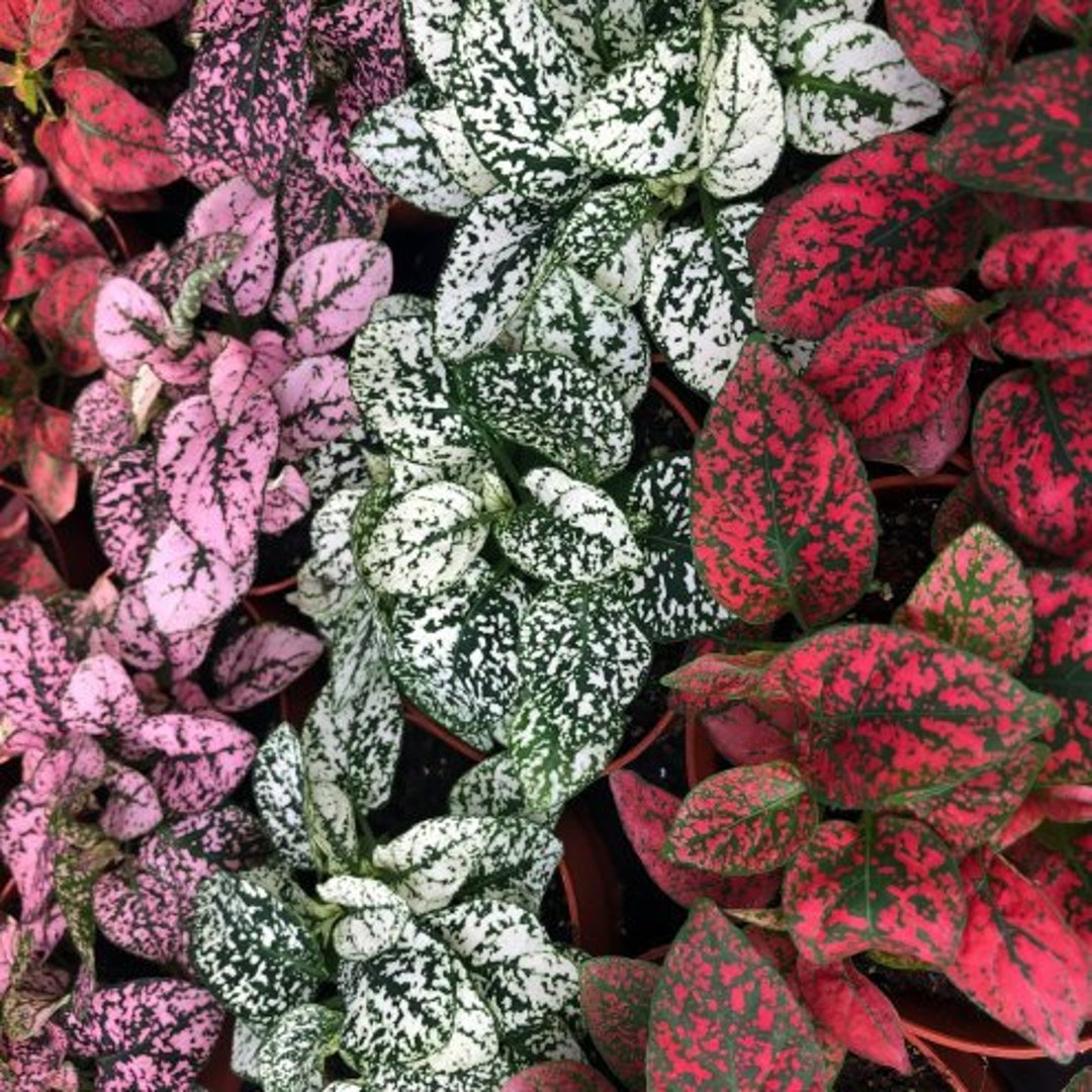 20 X Hypoestes Polka Dot Plant Seeds Mixed Colours easy Annual Plant ...