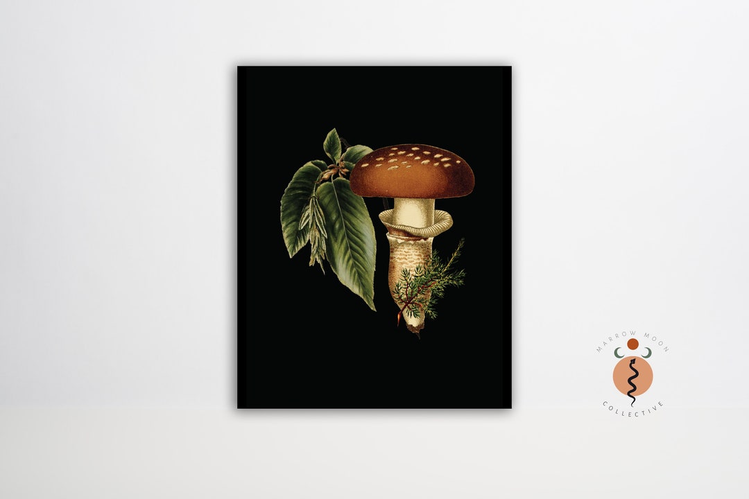Penny Bun Dark Forest Mushroom Illustration Fungi Art Mushroom Biology ...