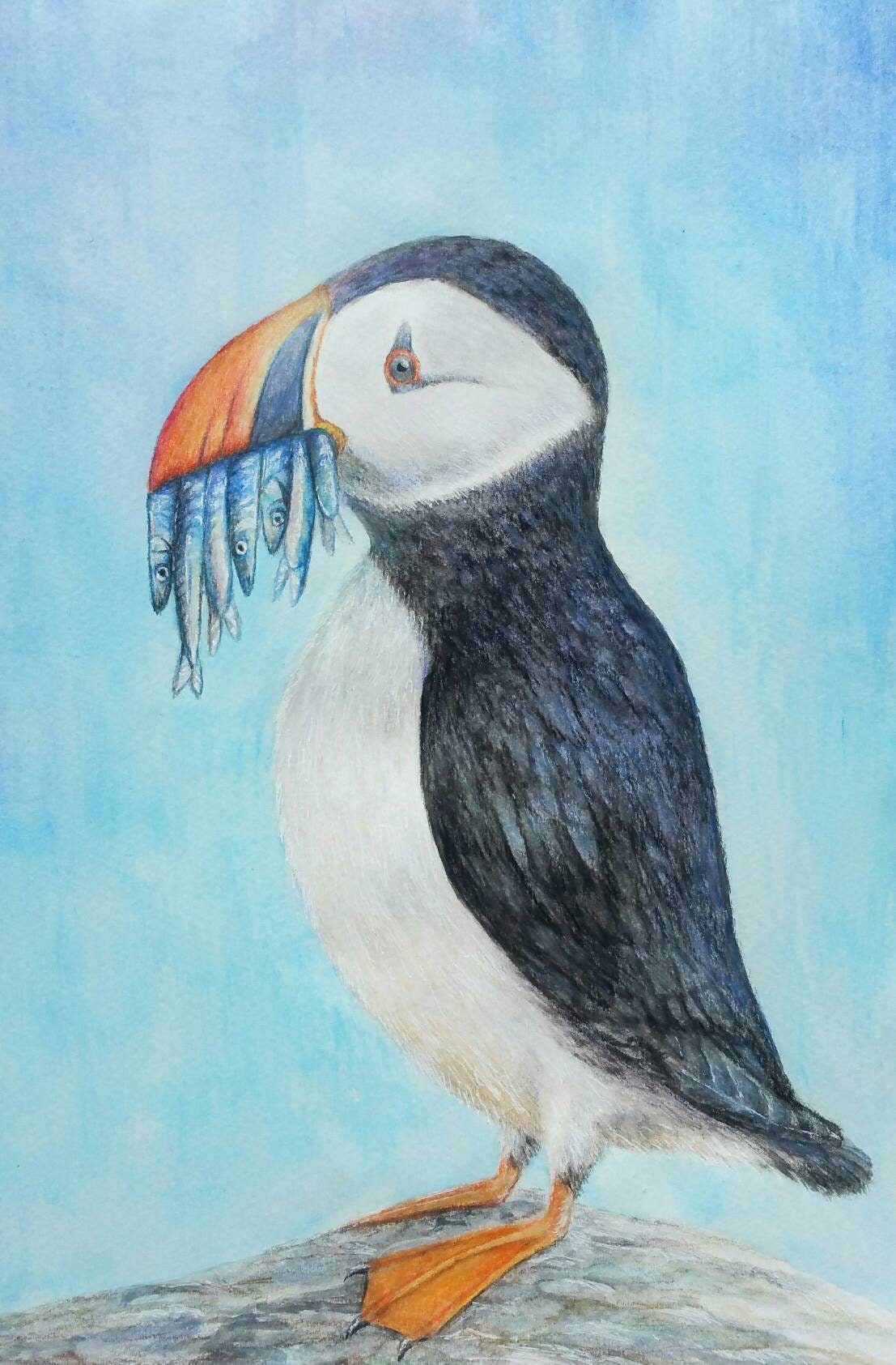 Puffin Original Watercolour Wildlife Painting Bird Art - Etsy