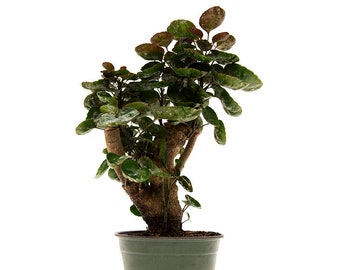 Fabian Aralia Stump 6 Inches - Etsy