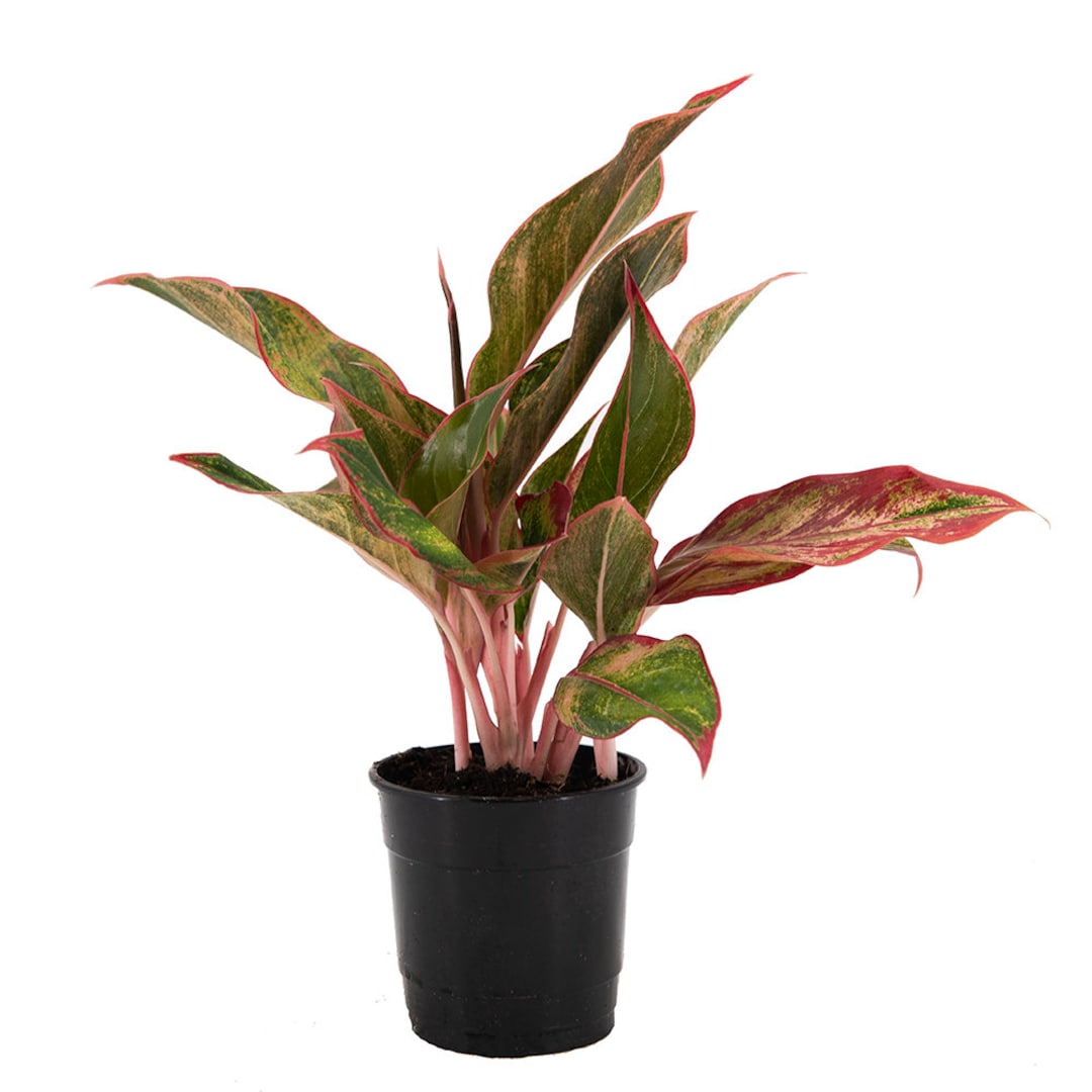 Red Valentine Aglaonema Chinese Evergreen, 6" Pot, Colorful Foliage ...